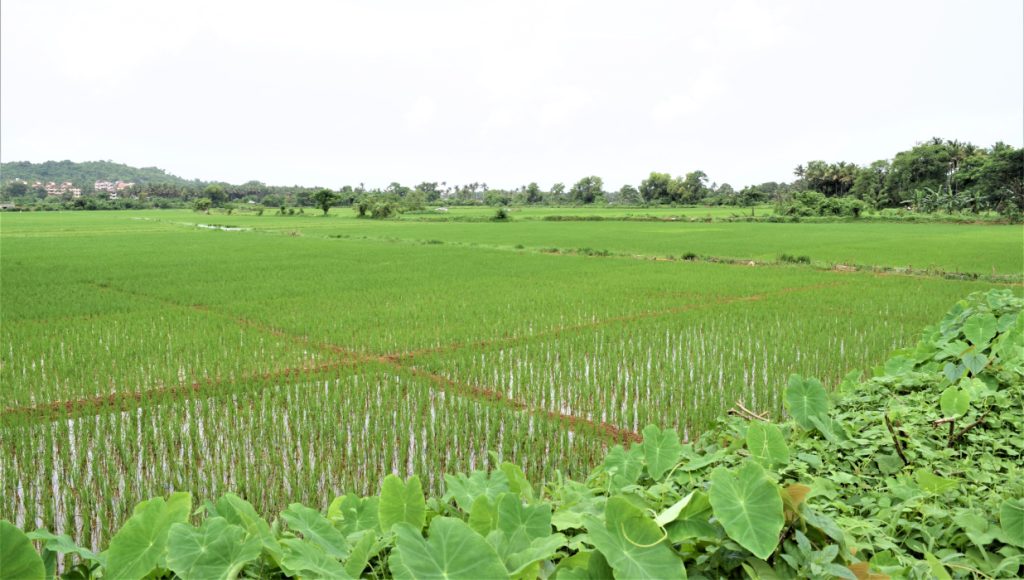 Raia: The Village That Reflects Goa’s True Essence